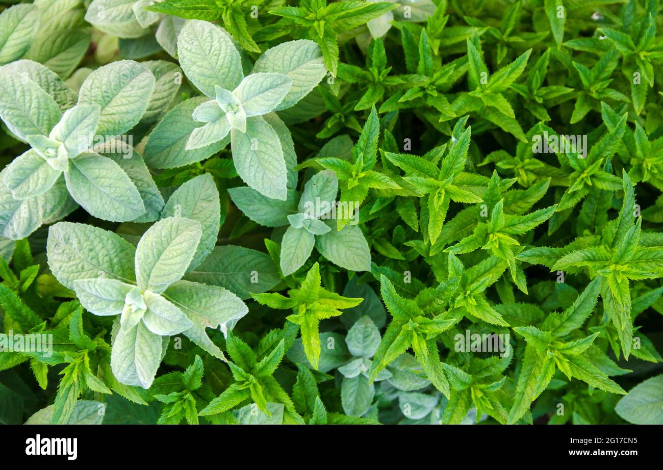 Different types and varieties of mint grow in the garden. Natural ...