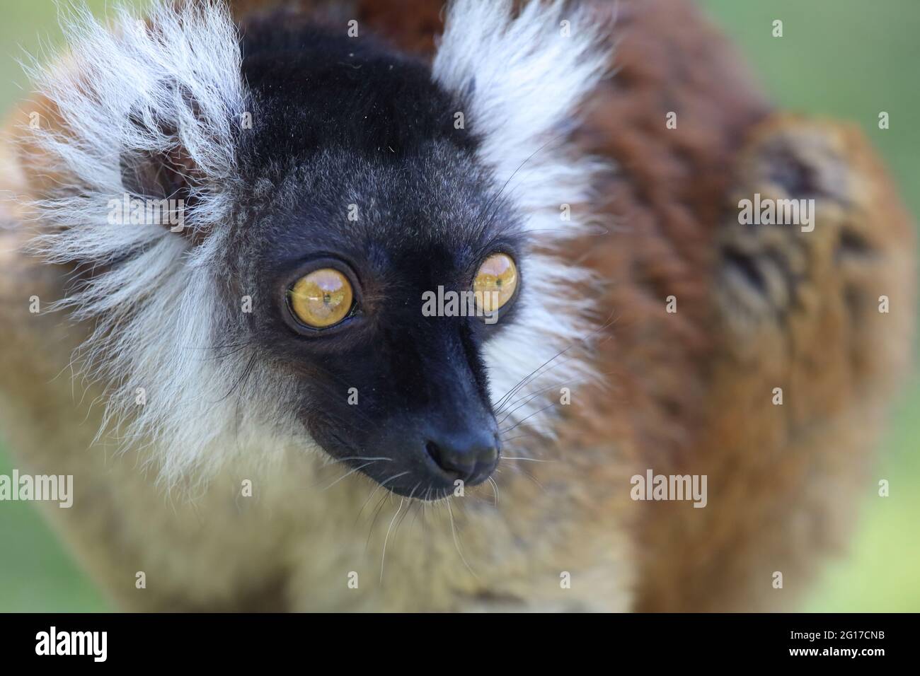 Maki affe hi-res stock photography and images - Alamy