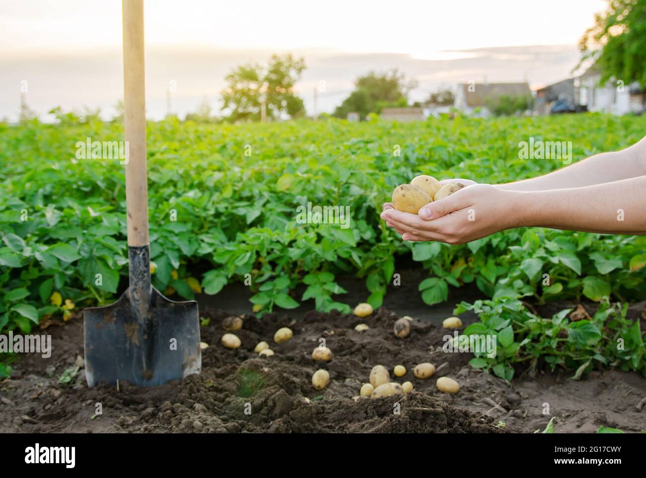 Fresh young potatoes in the hands of a farmer on the background of agricultural potato ...