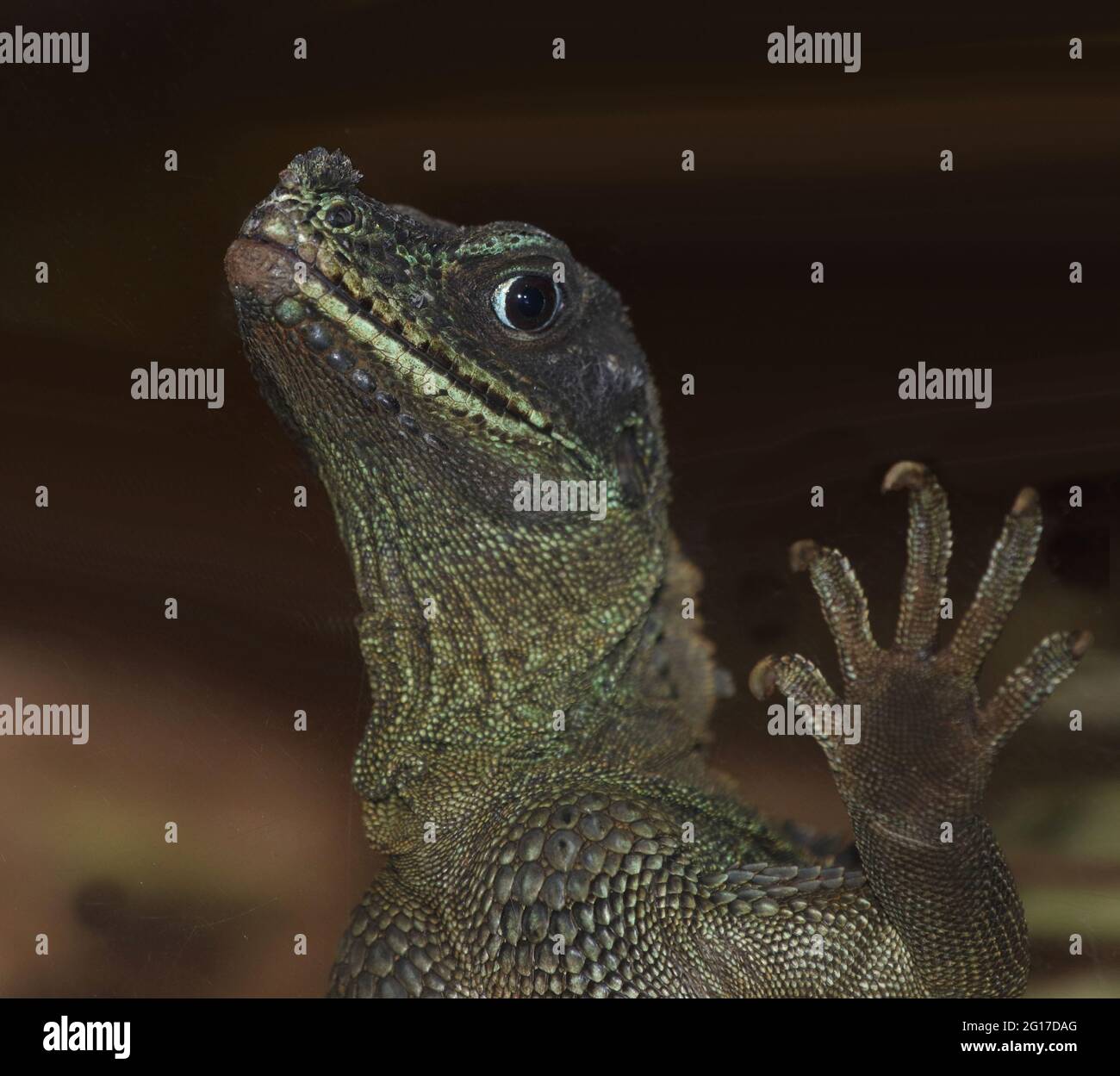 Molukkensegelechse / Weber's crested lizard or Weber's sailfin lizard ...