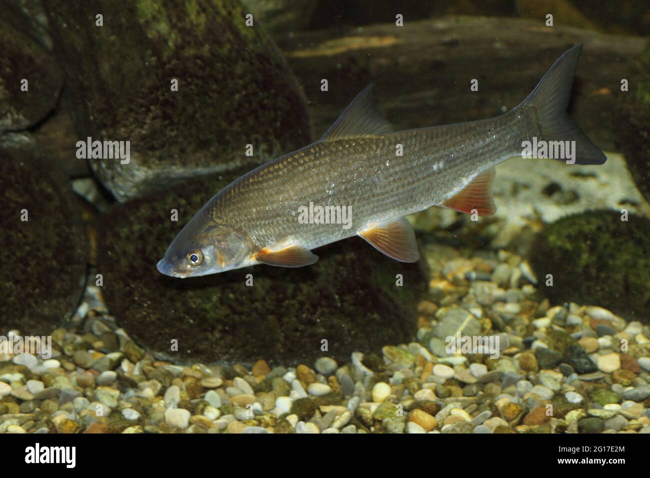 Rotfeder oder Unechtes Rotauge / Common rudd / Scardinius ...