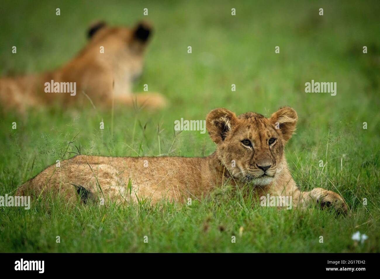 Lion cub lies in grass near another Stock Photo - Alamy