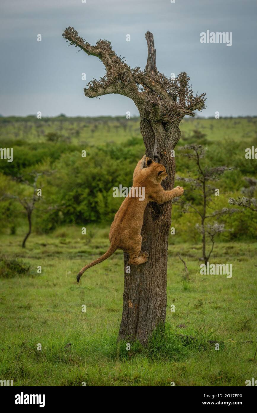 Lion cub climbing dead tree in grassland Stock Photo - Alamy