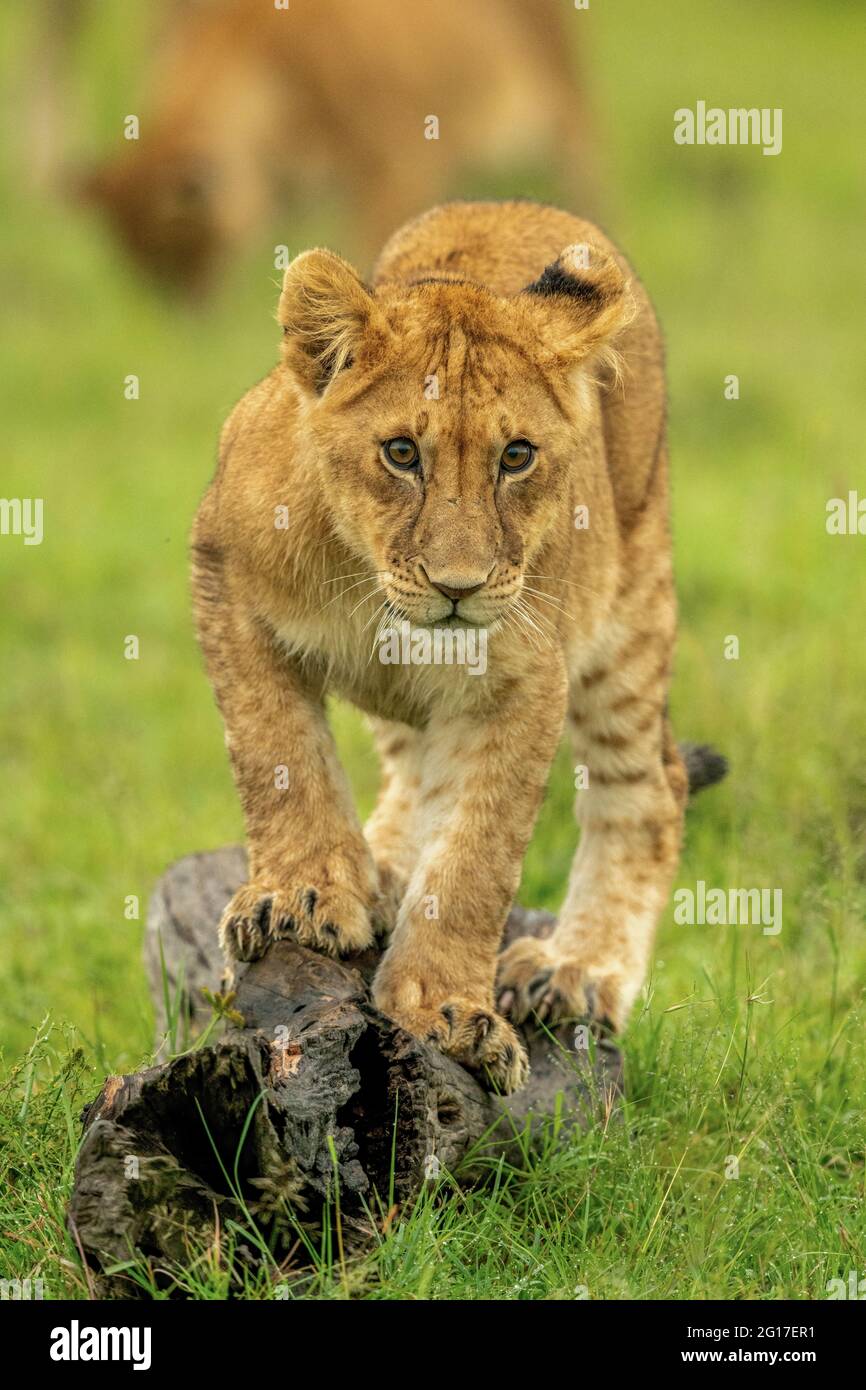 Lion balances hi-res stock photography and images - Alamy