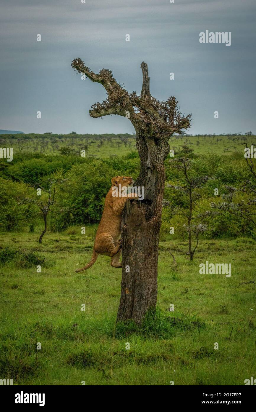 Lion cub climbs up tree in savannah Stock Photo - Alamy