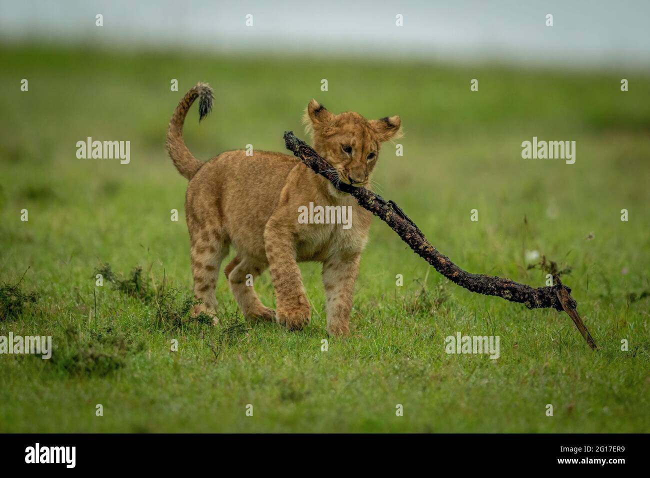 Lion cub crosses grassy plain carrying stick Stock Photo - Alamy