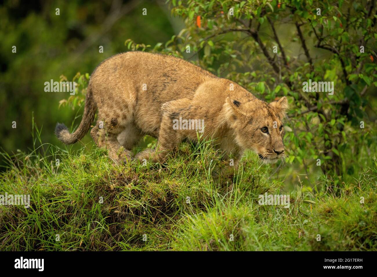 Lion cub crouching on mound staring ahead Stock Photo - Alamy