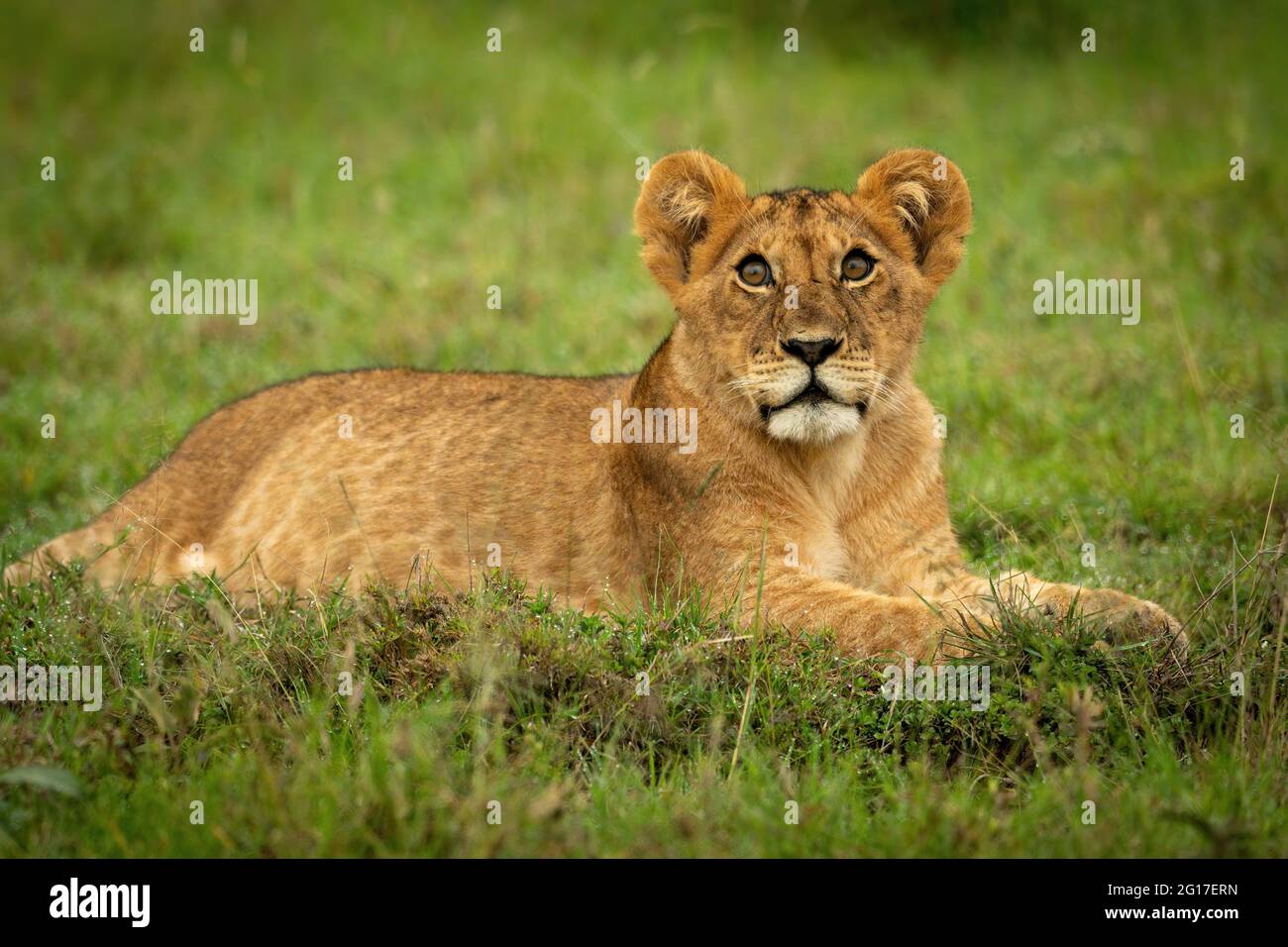 Lion cub lies on grass looking up Stock Photo - Alamy