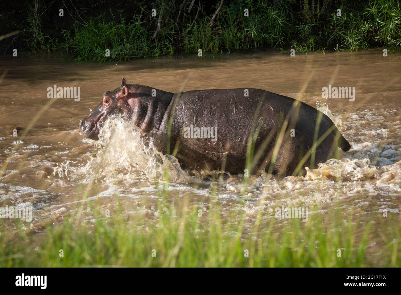 Hippo splashes through muddy river watching camera Stock Photo - Alamy
