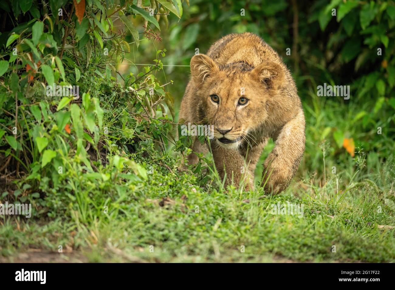 Lion cub creeps past bush lifting paw Stock Photo - Alamy