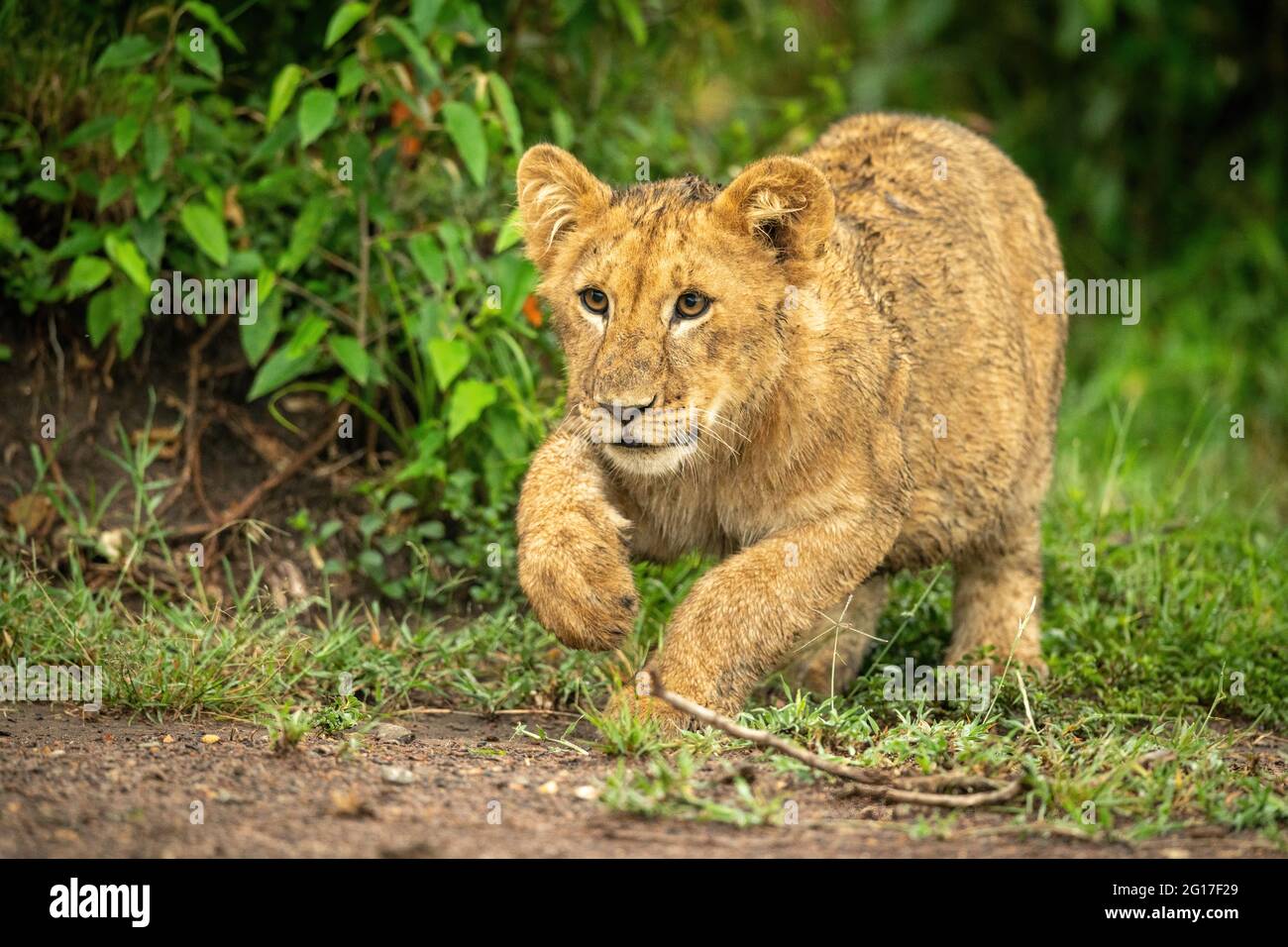 Lion cub jumps past bush lifting paw Stock Photo - Alamy