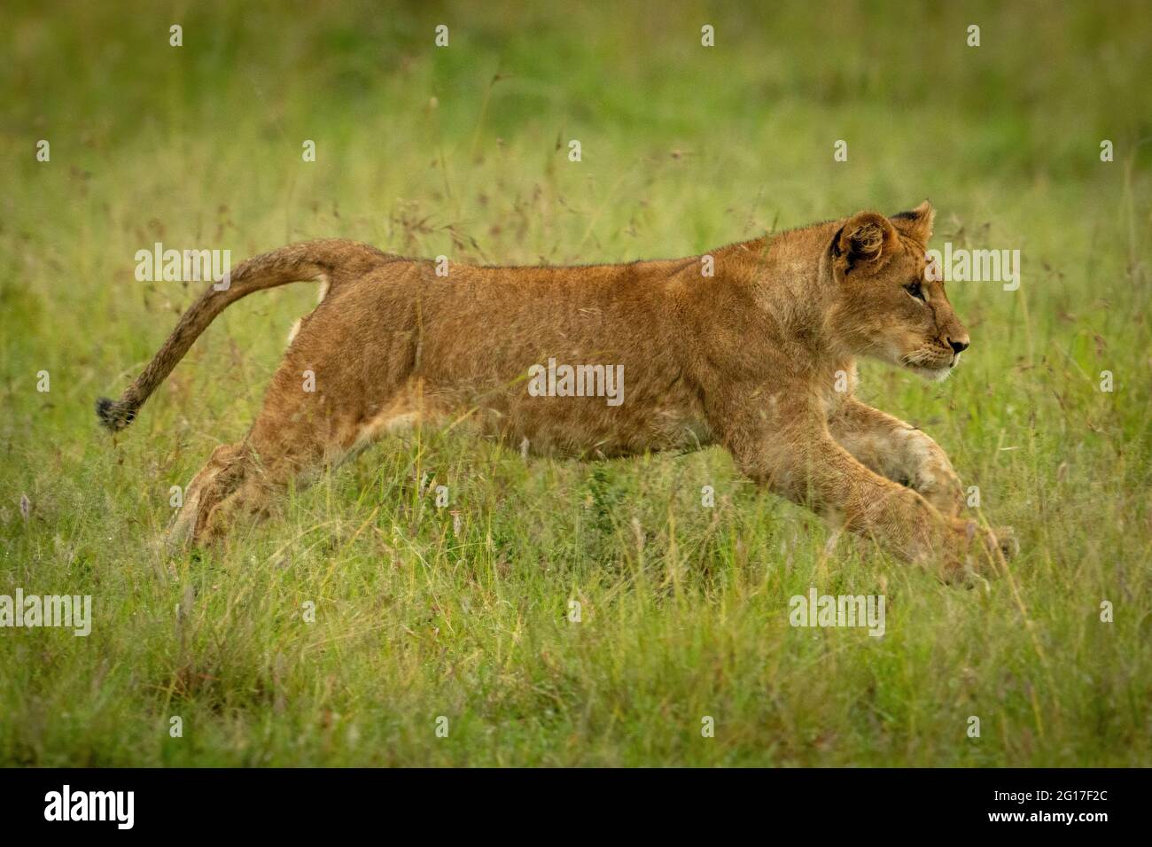 Lion cub jumps through grass looking right Stock Photo - Alamy