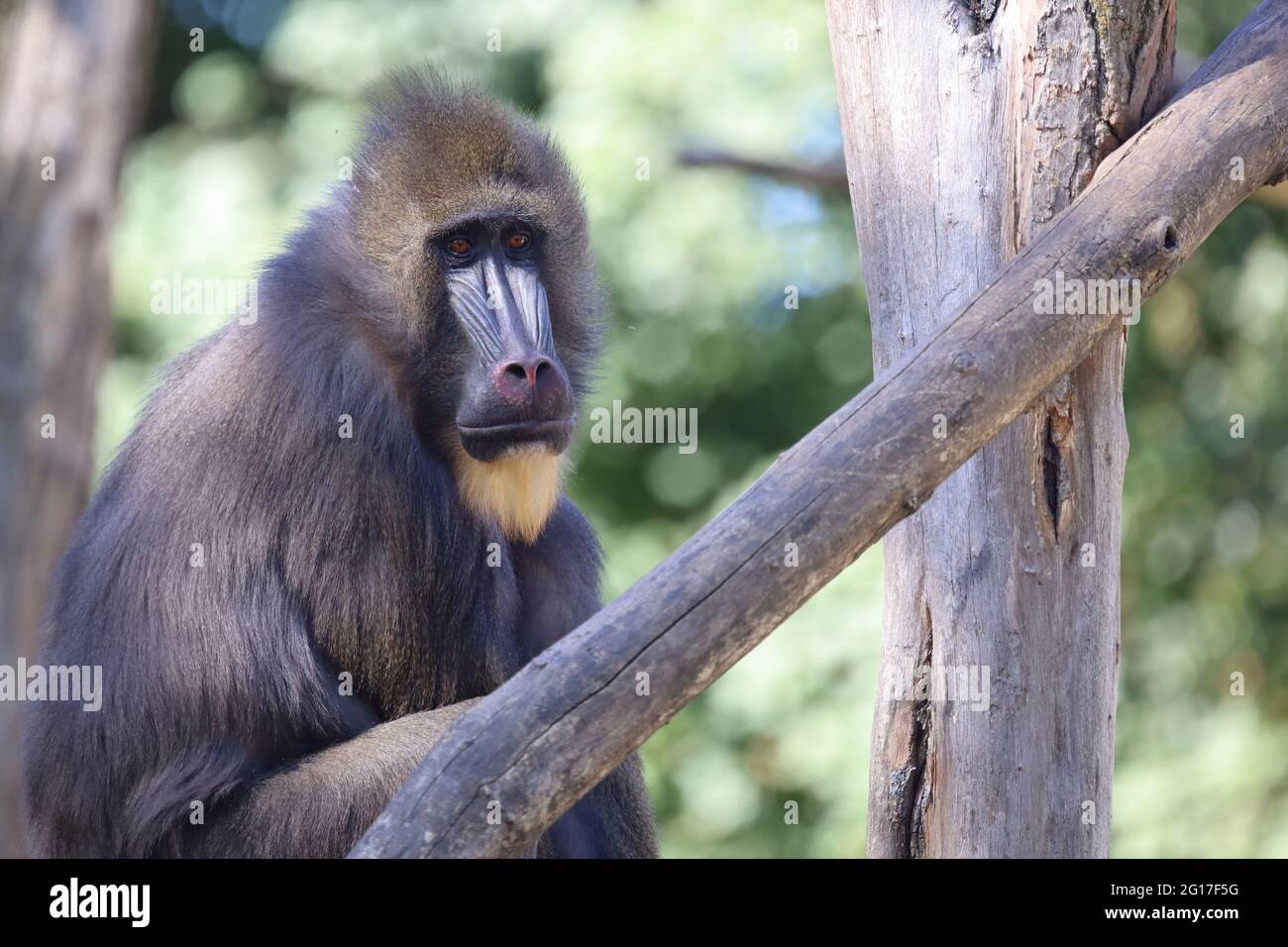 Mandrill / Mandrill / Mandrillus sphinx Stock Photo - Alamy