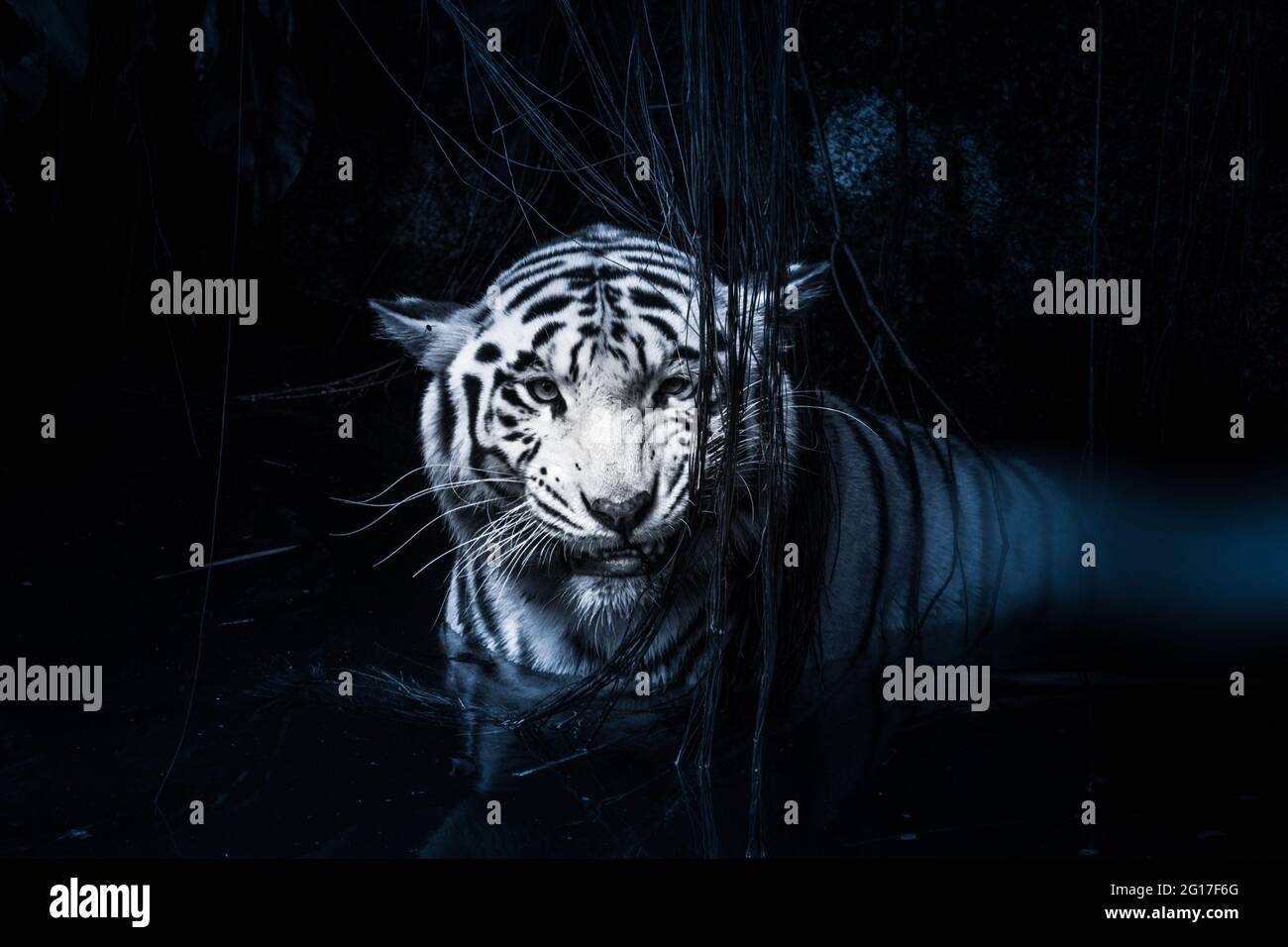 The white tiger or bleached tiger is a leucistic pigmentation variant ...