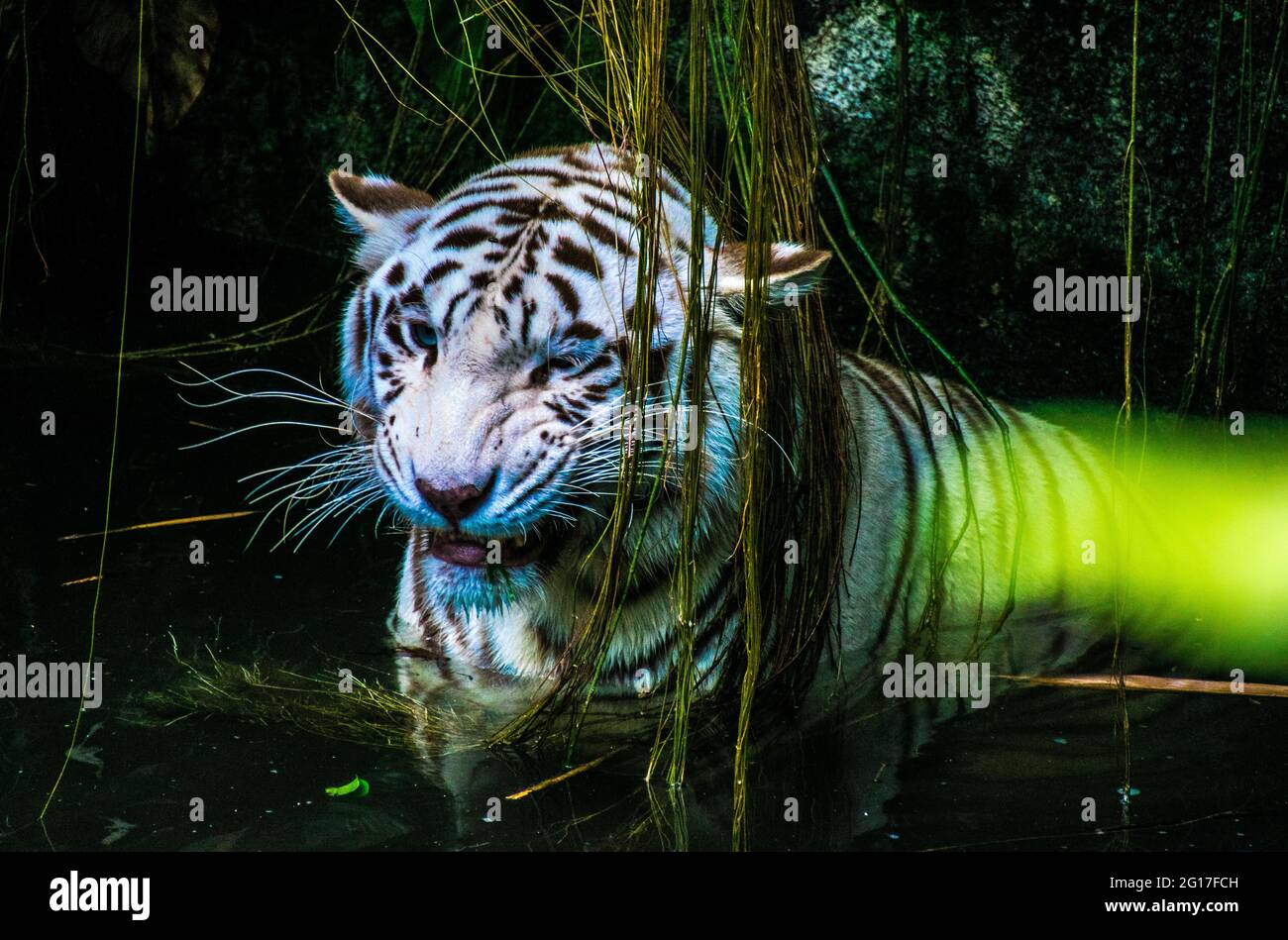 The white tiger or bleached tiger is a leucistic pigmentation variant ...