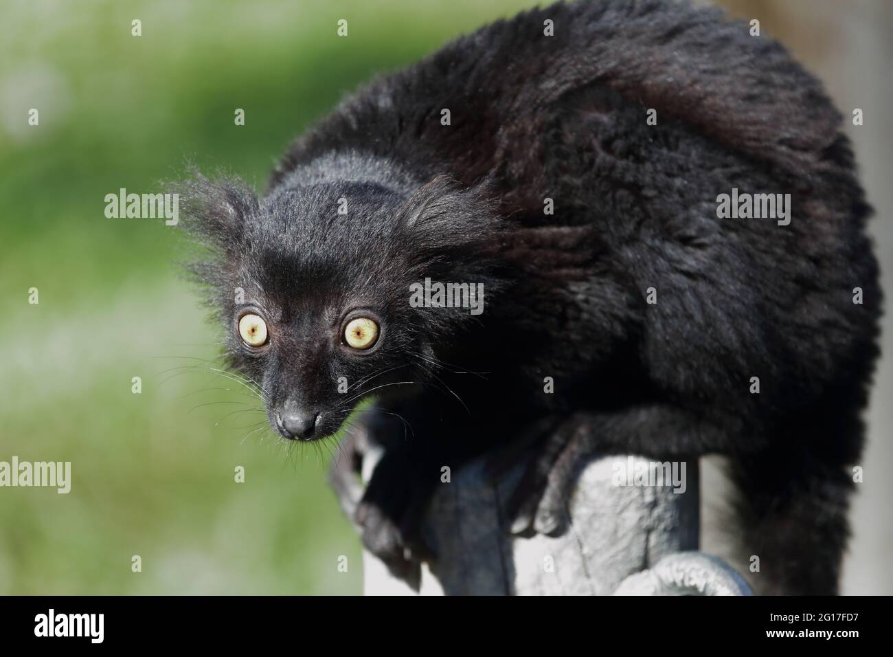Maki affe hi-res stock photography and images - Alamy