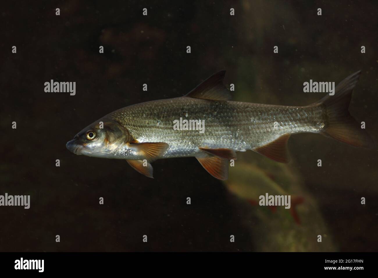 Rotfeder oder Unechtes Rotauge / Common rudd / Scardinius ...