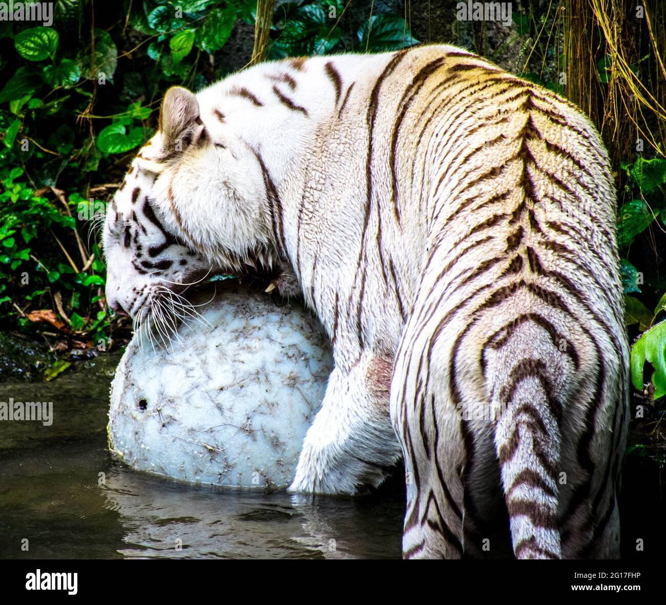 The white tiger or bleached tiger is a leucistic pigmentation variant ...