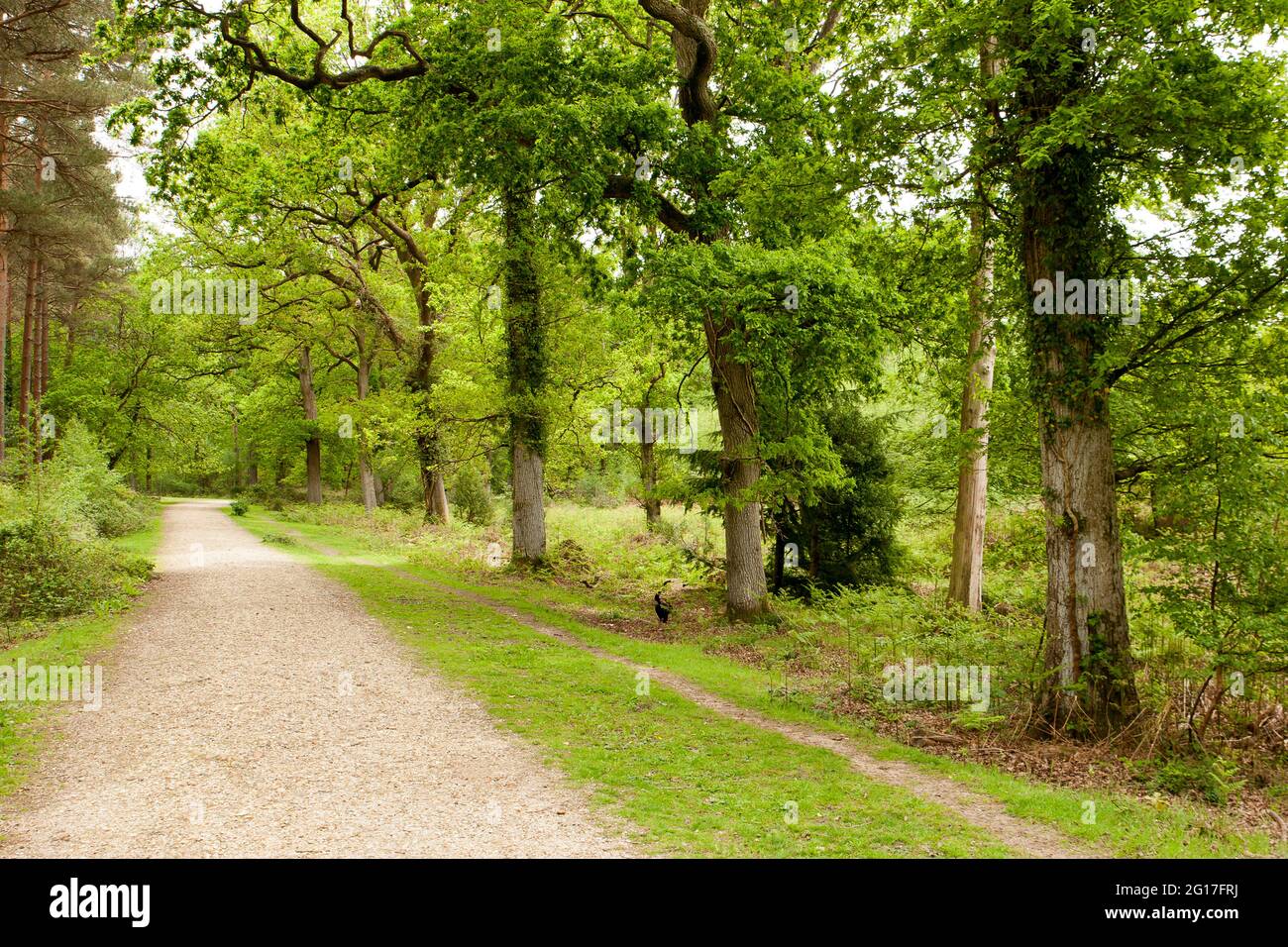 Linwood park hi-res stock photography and images - Alamy