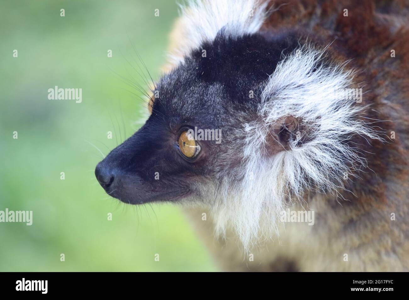 Maki affe hi-res stock photography and images - Alamy