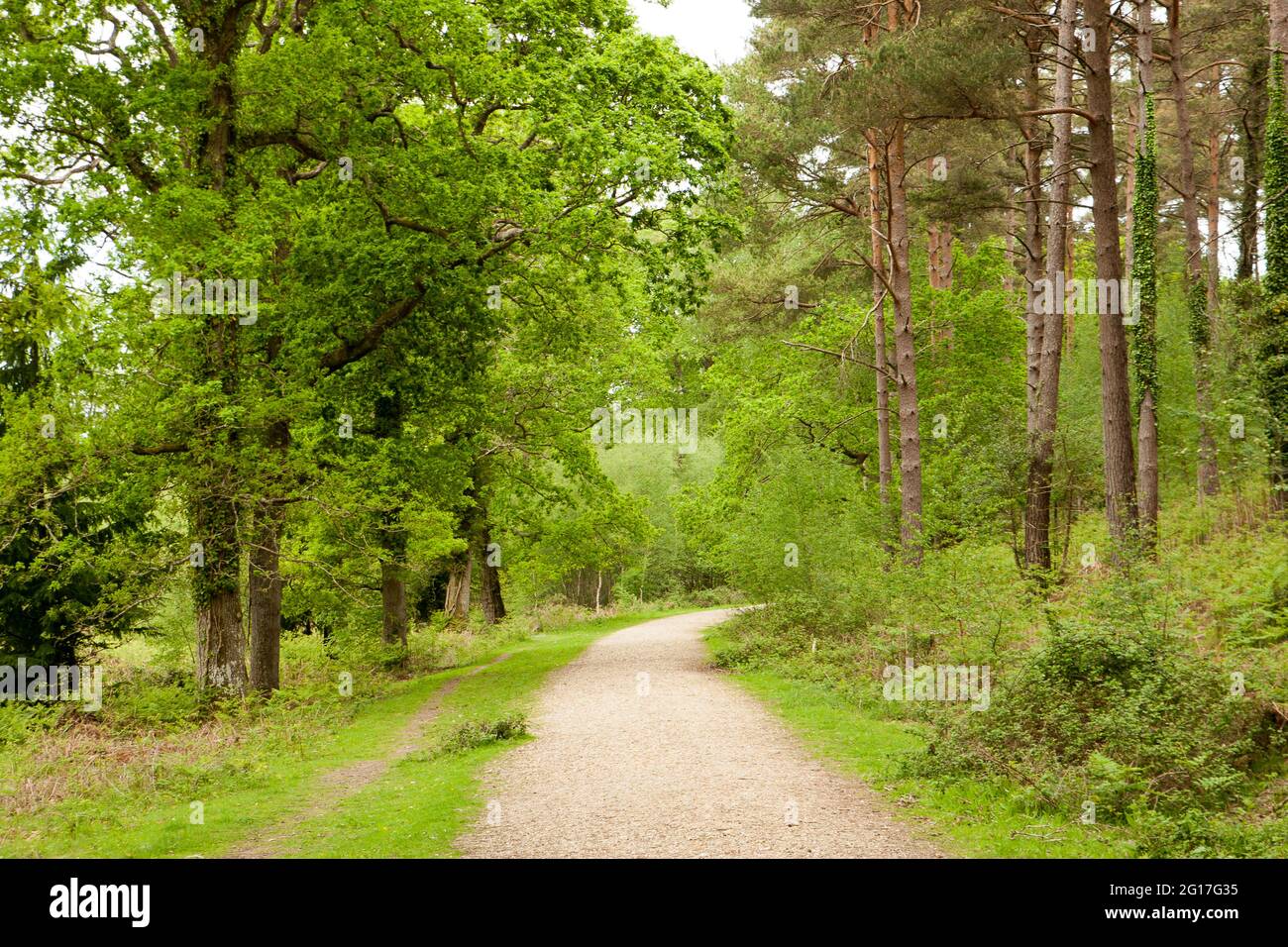Linwood New Forest Stock Photo - Alamy