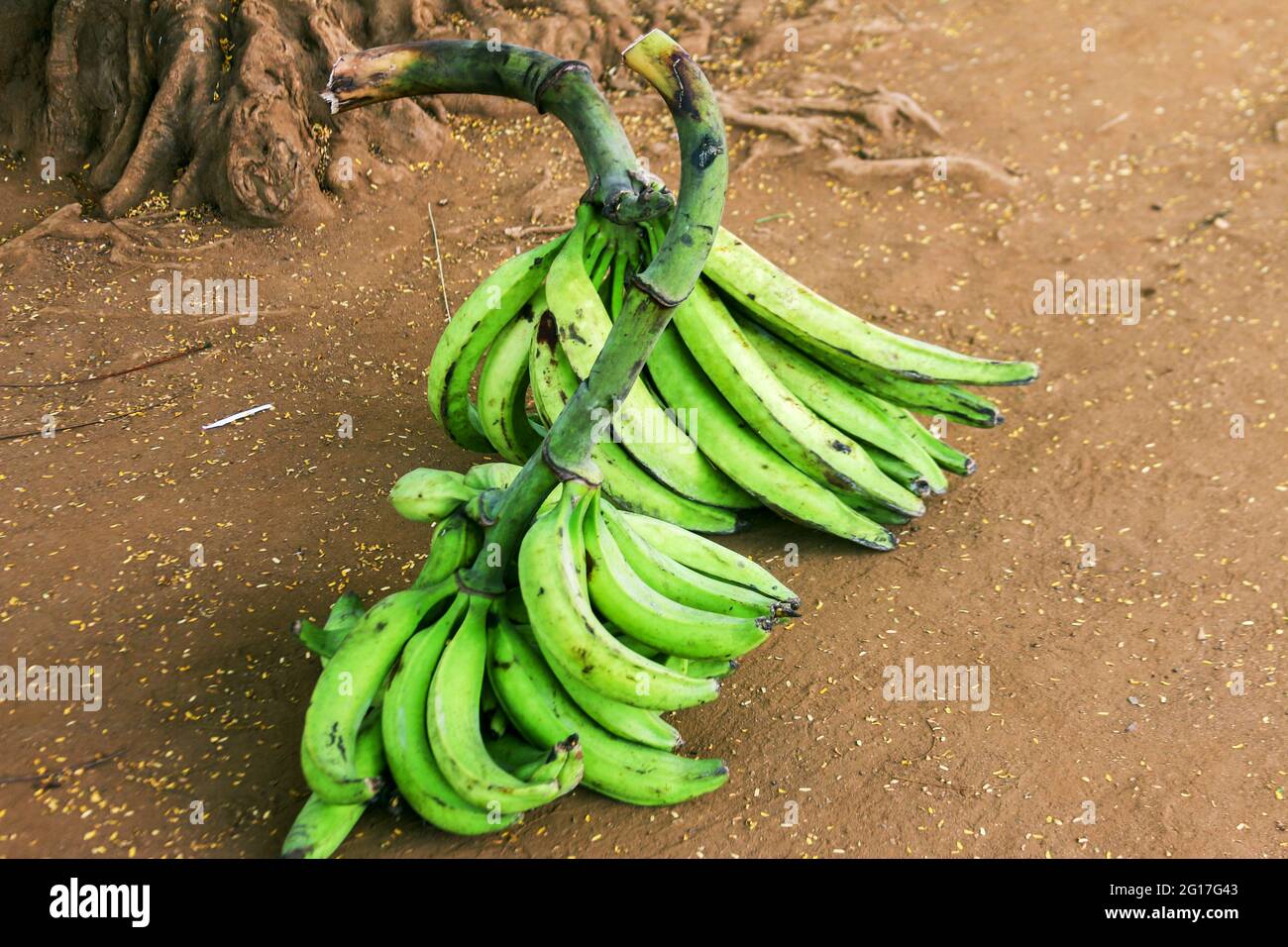 Fresh bunches of plantains for sale by the roadside in Ikom, Cross ...