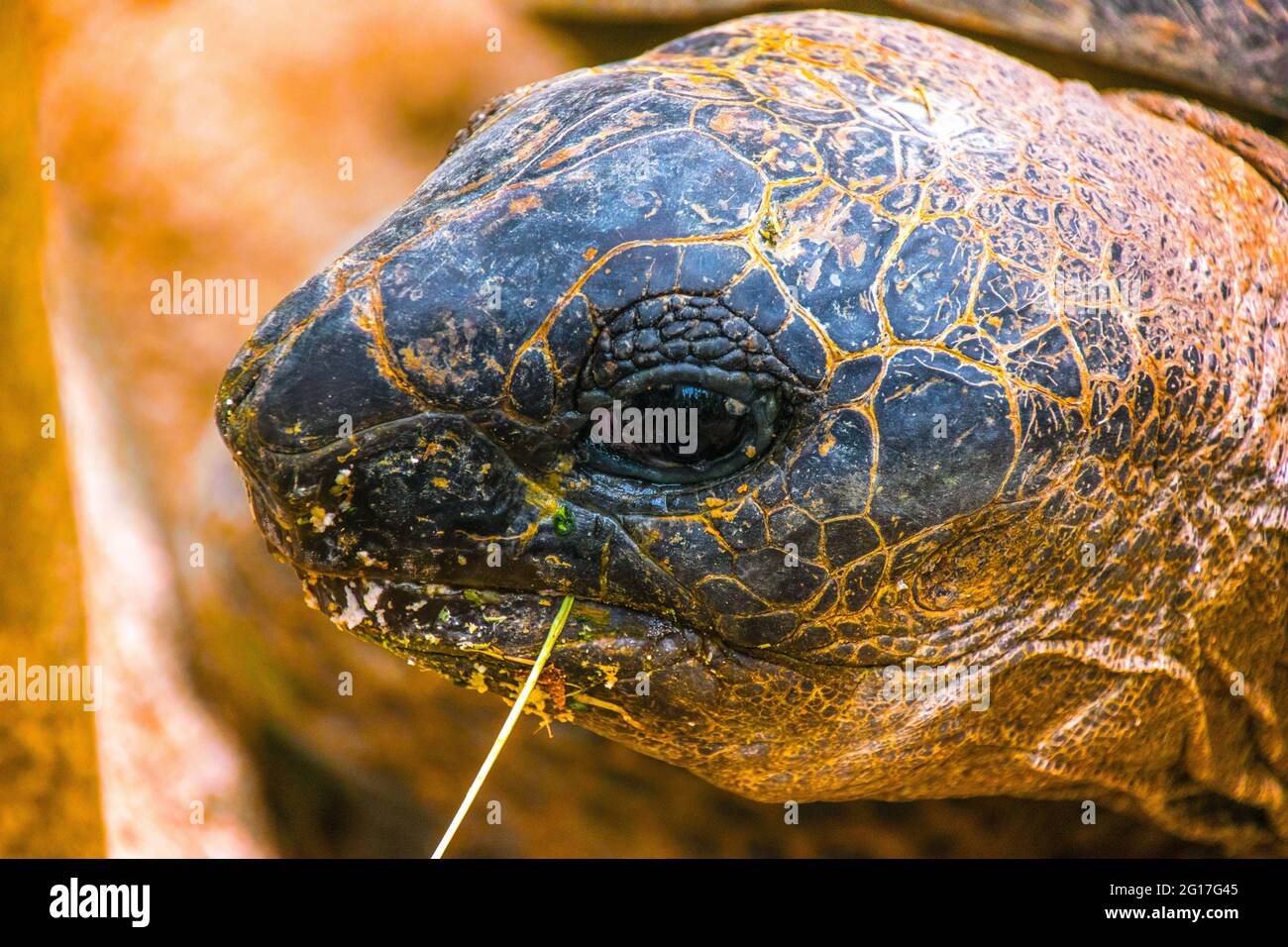 Tortoises are reptile species of the family Testudinidae of the order ...