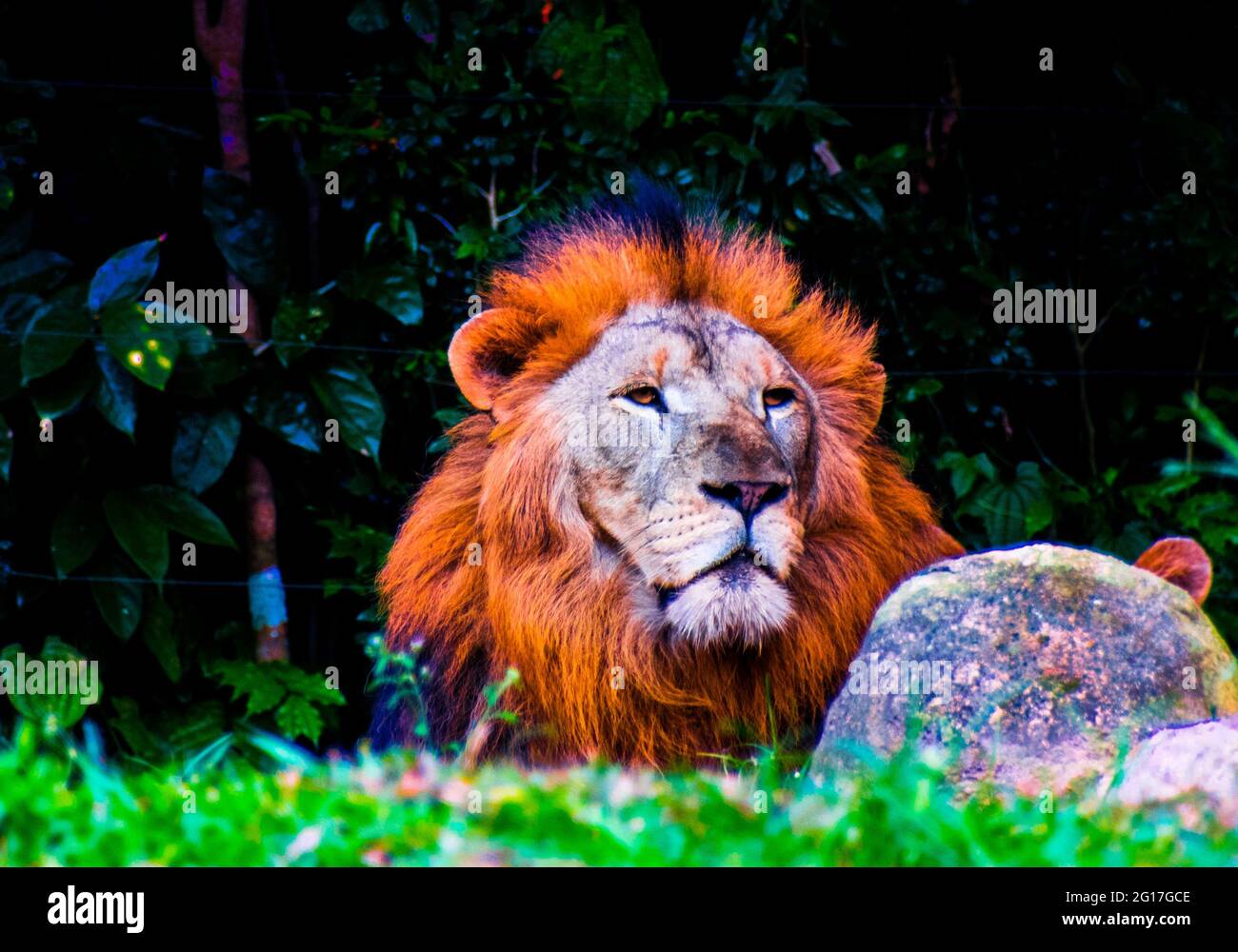 The lion is a species in the family Felidae and a member of the genus ...