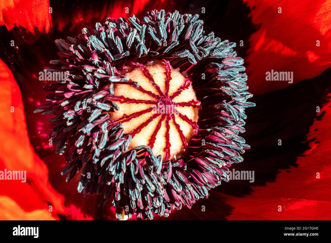 Ladybird poppy up close hi-res stock photography and images - Alamy