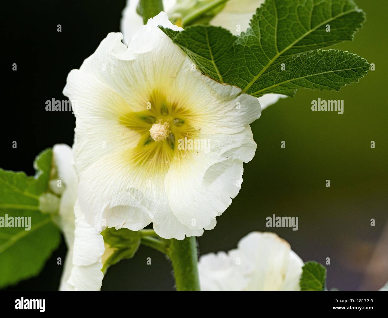 Closeup of beautiful white mallow flowers Stock Photo - Alamy