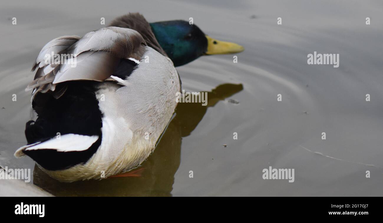 Back view of a male mallard sitting in the pond Stock Photo - Alamy