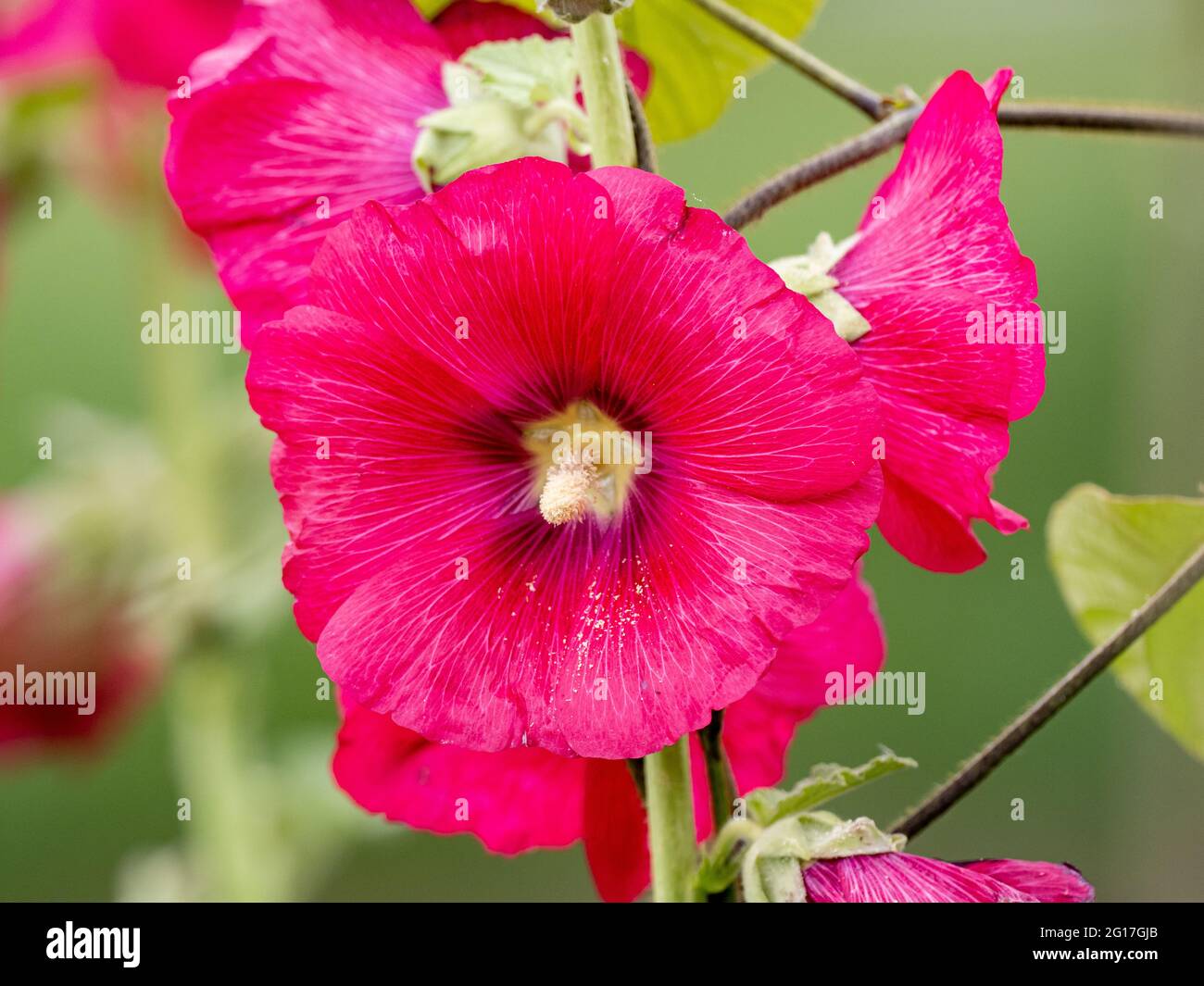 Closeup of beautiful vibrant pink mallow flowers Stock Photo - Alamy
