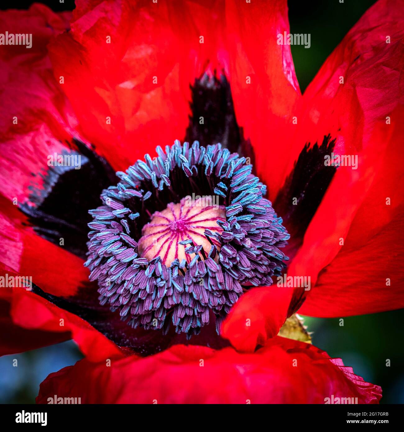 The caucasian scarlet poppy hi-res stock photography and images - Alamy