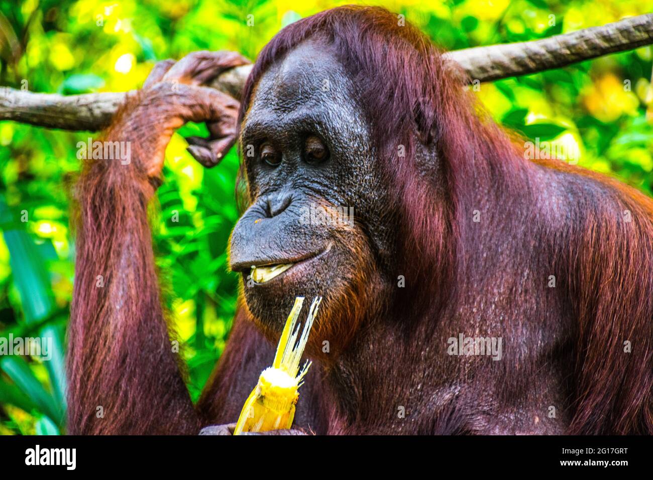 Orangutang are great apes native to the rainforests of Indonesia and ...