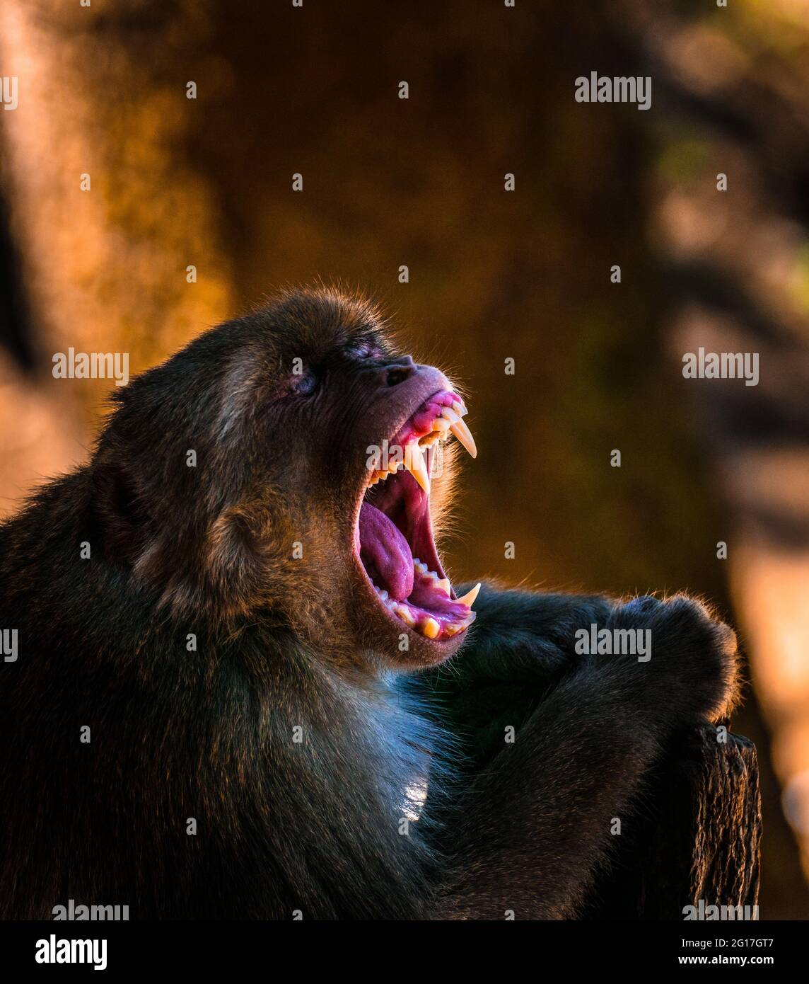 Monkey is a common name that may refer to certain groups or species of ...