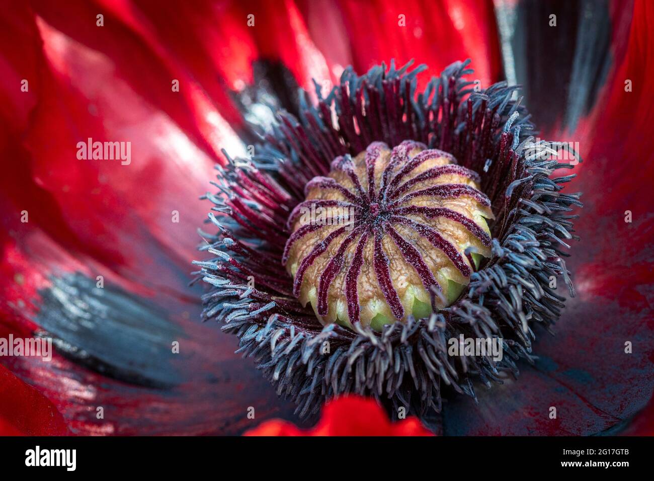 The caucasian scarlet poppy hi-res stock photography and images - Alamy