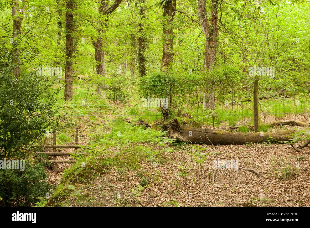 Linwood, new forest hi-res stock photography and images - Alamy