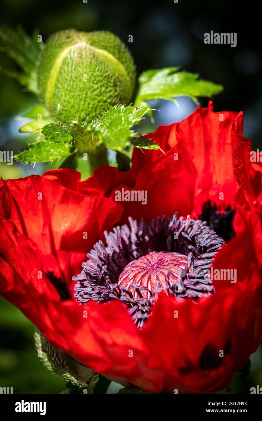 Caucasian Scarlet Poppy and bud, Ladybird, Papaver Commutatum in ...