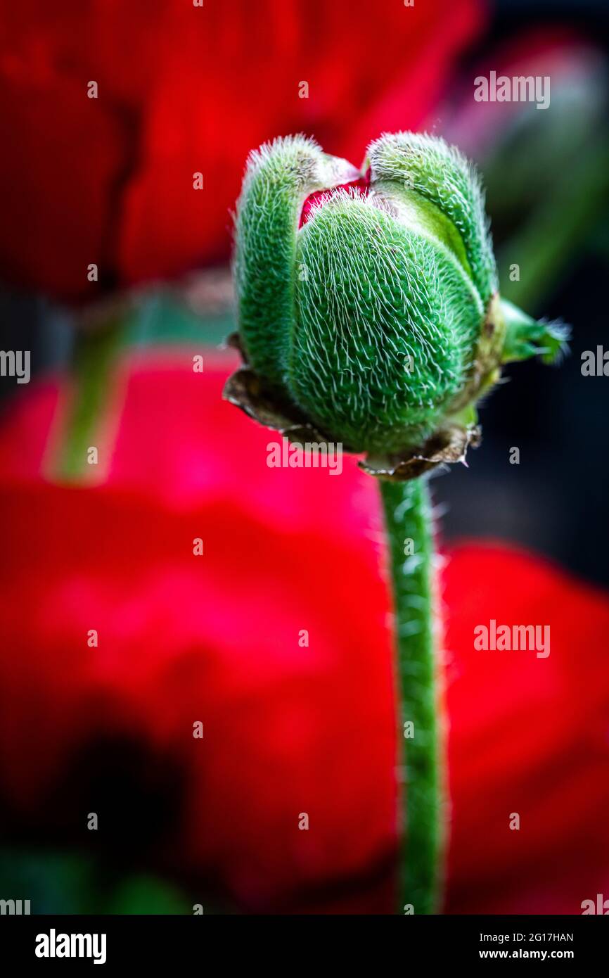 Bud of Caucasian Scarlet Poppy, Ladybird, Papaver Commutatum beginning ...