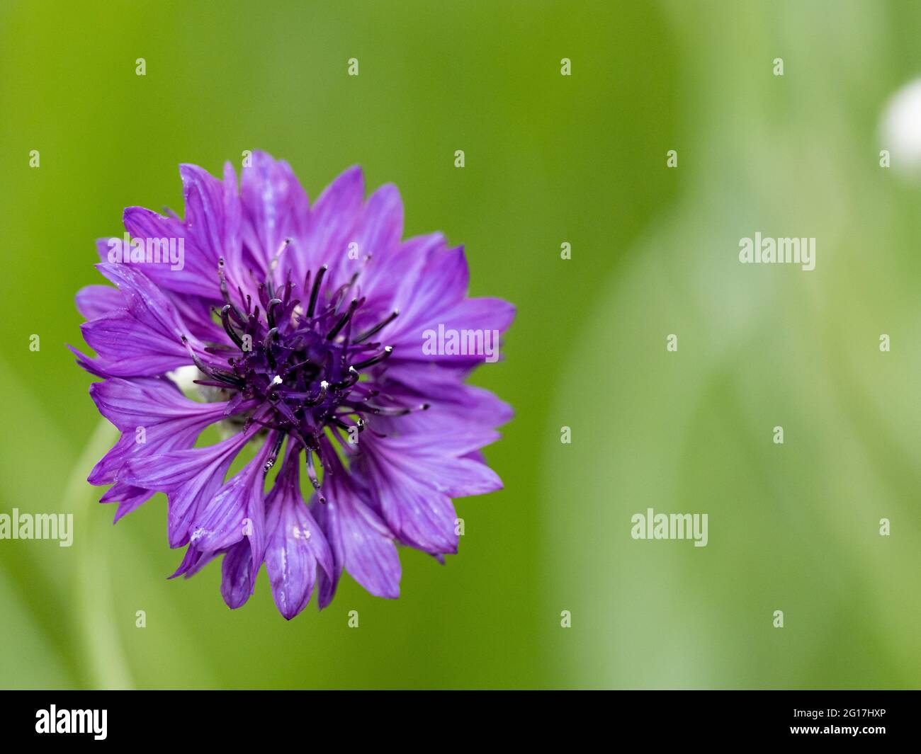 Closeup of beautiful purple cornflower (Centaurea cyanus) on blurred ...