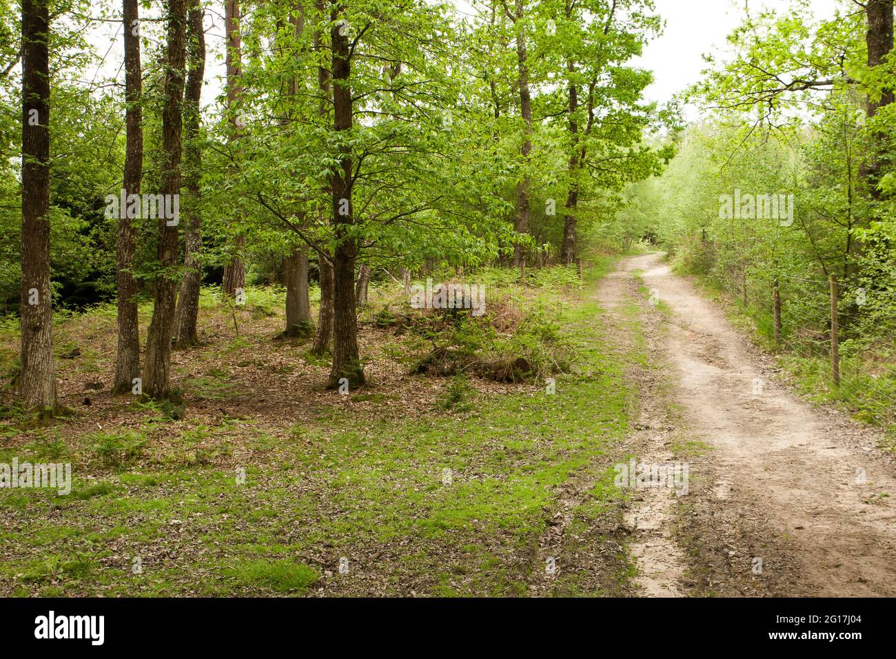 Linwood, new forest hi-res stock photography and images - Alamy