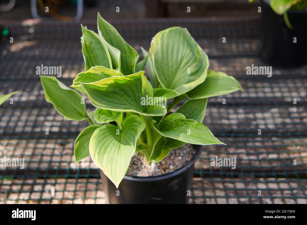 Hosta is a genus of plants commonly known as hostas, plantain lilies ...