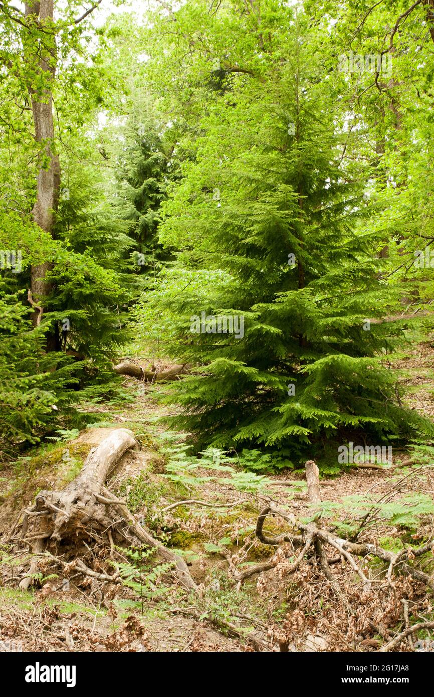 Linwood, new forest hi-res stock photography and images - Alamy