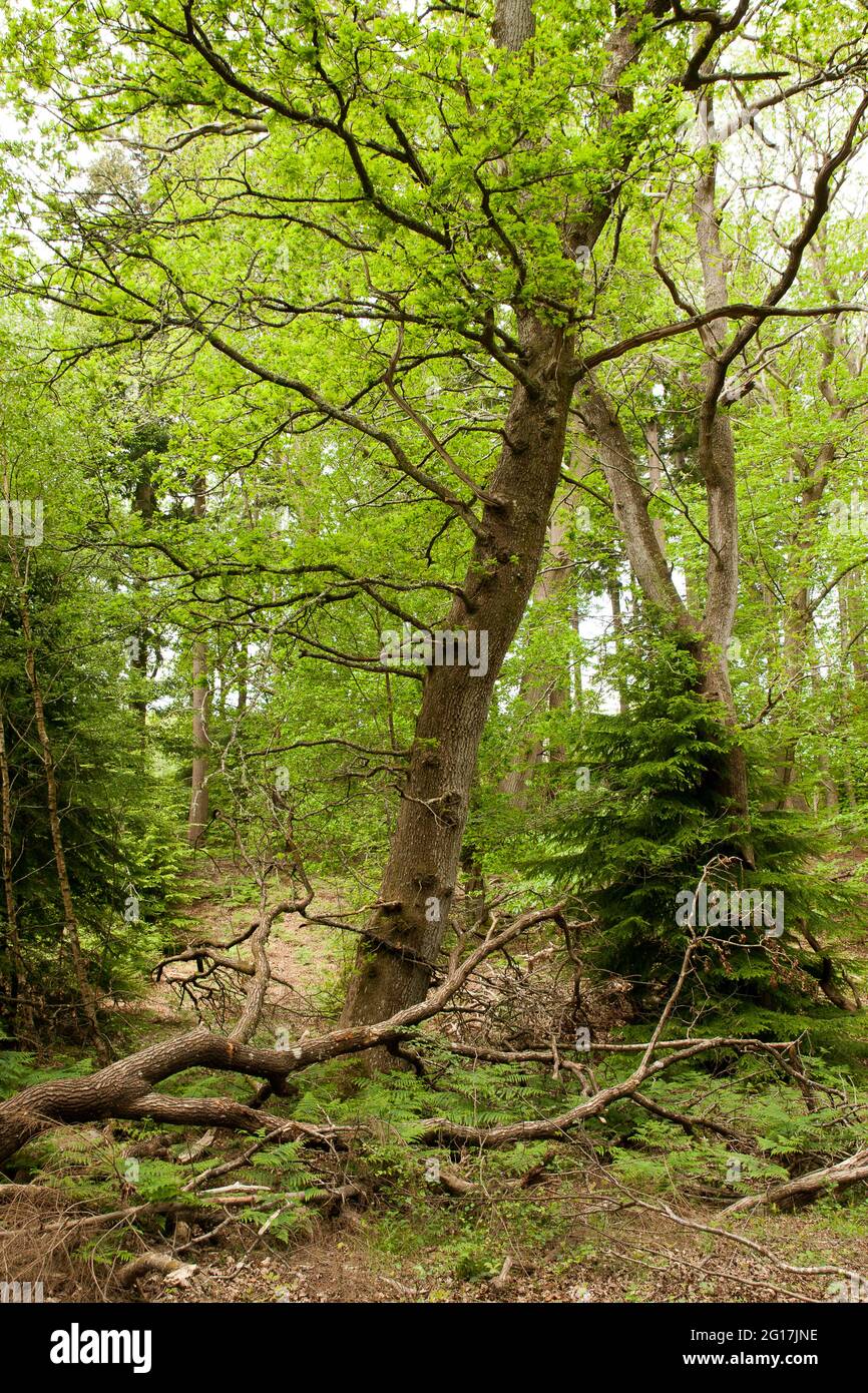 Linwood new forest hi-res stock photography and images - Alamy