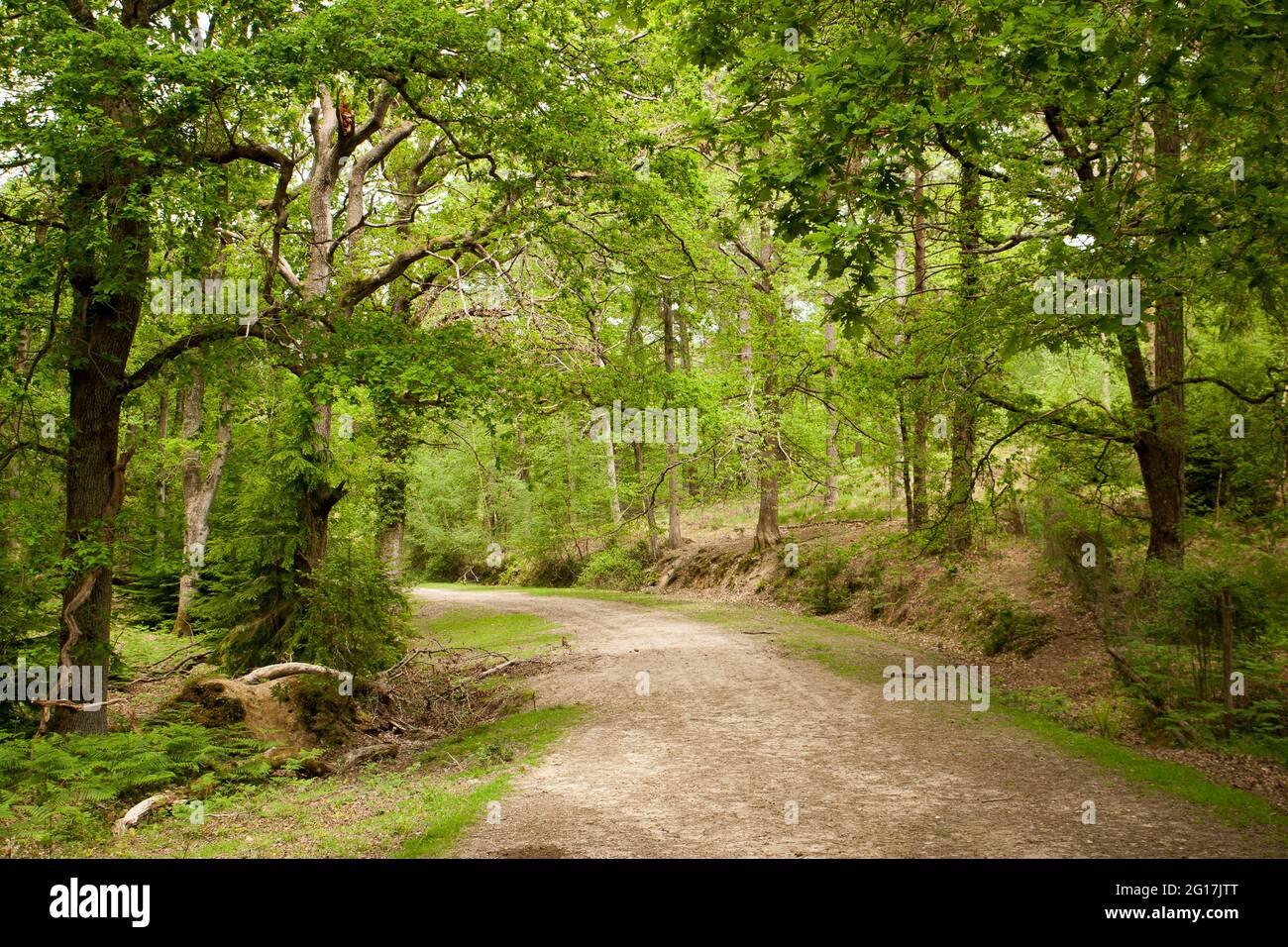 Linwood, new forest hi-res stock photography and images - Alamy
