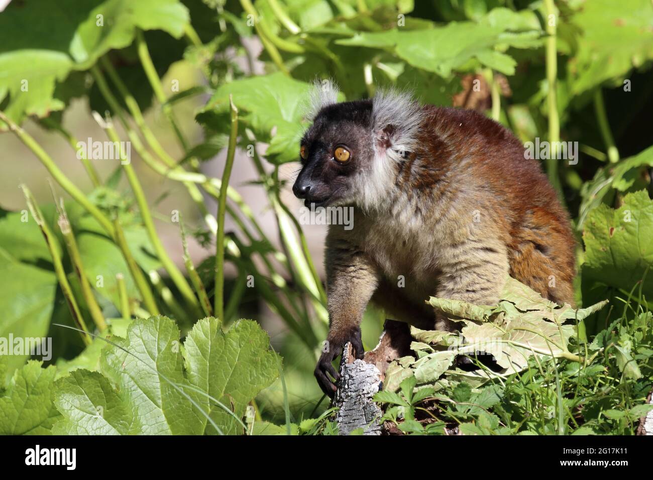 Maki affe hi-res stock photography and images - Alamy
