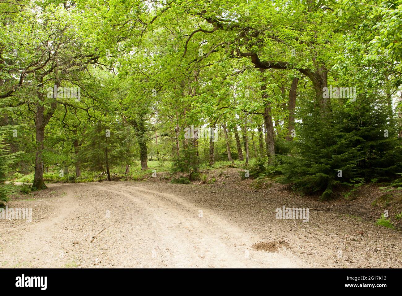 Linwood, new forest hi-res stock photography and images - Alamy