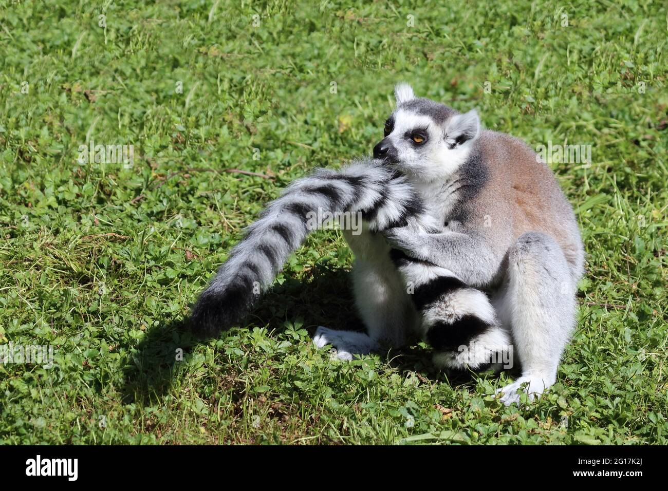 Katta / Ring-tailed lemur / Lemur catta Stock Photo - Alamy