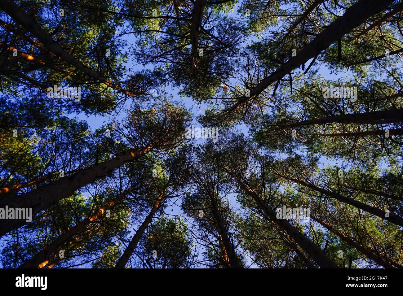Low angle shot of pine trees Stock Photo - Alamy