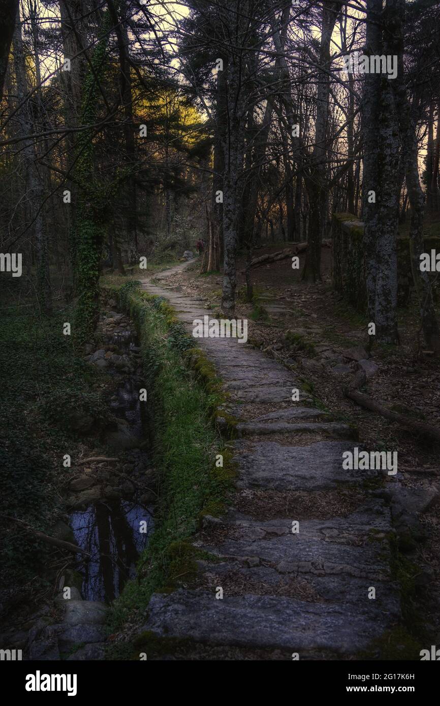 Vertical shot of a path in the woods Stock Photo - Alamy